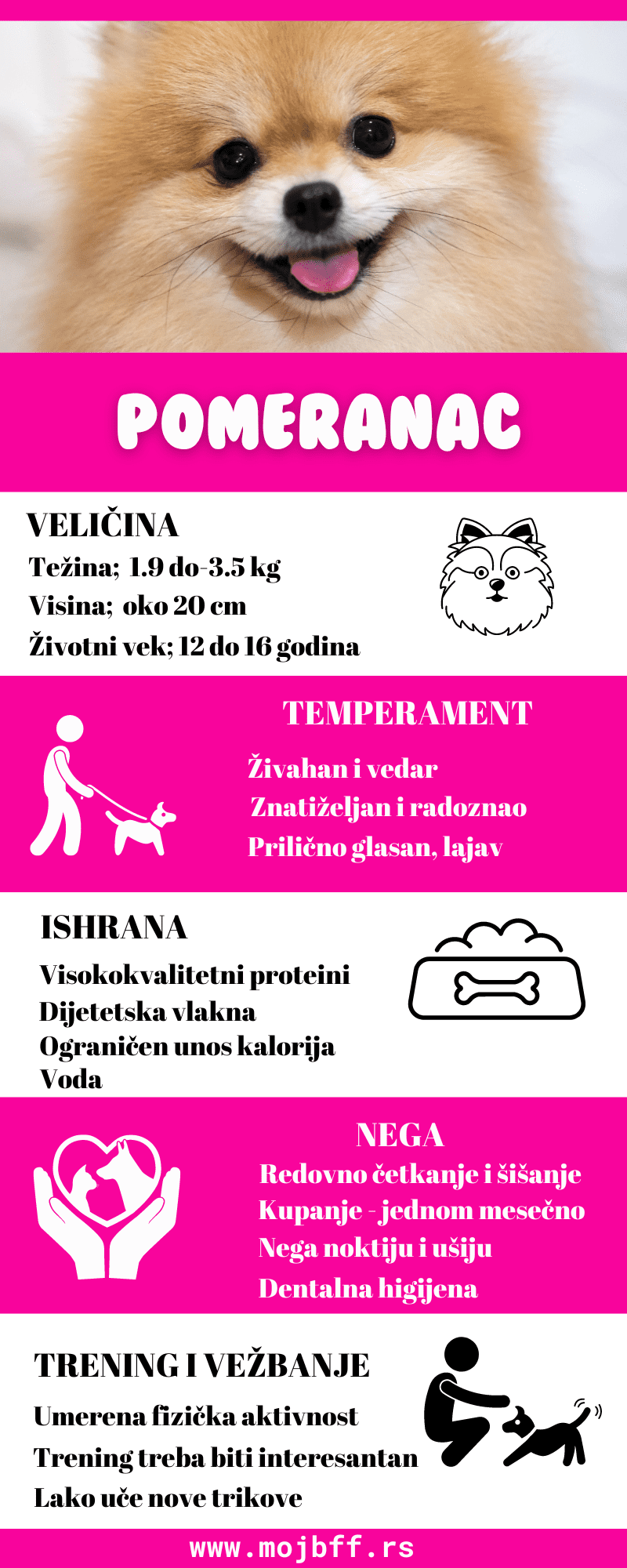 Pomeranac - kompletan vodič za potencijalne vlasnike